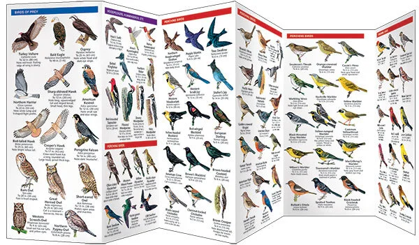 Portland Birds - A Folding Pocket Guide to Familiar Species of Portland ...