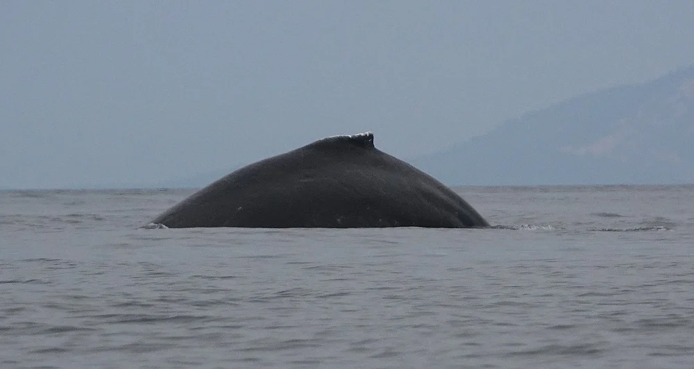 Kayaking Trip Report: Hein and Salmon Banks, Strait of Juan de Fuca, WA ...