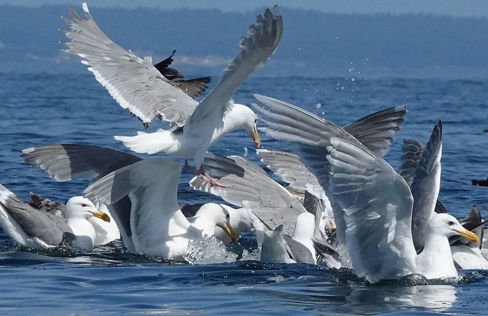 Kayaking Trip Report: Hein and Salmon Banks, Strait of Juan de Fuca, WA ...