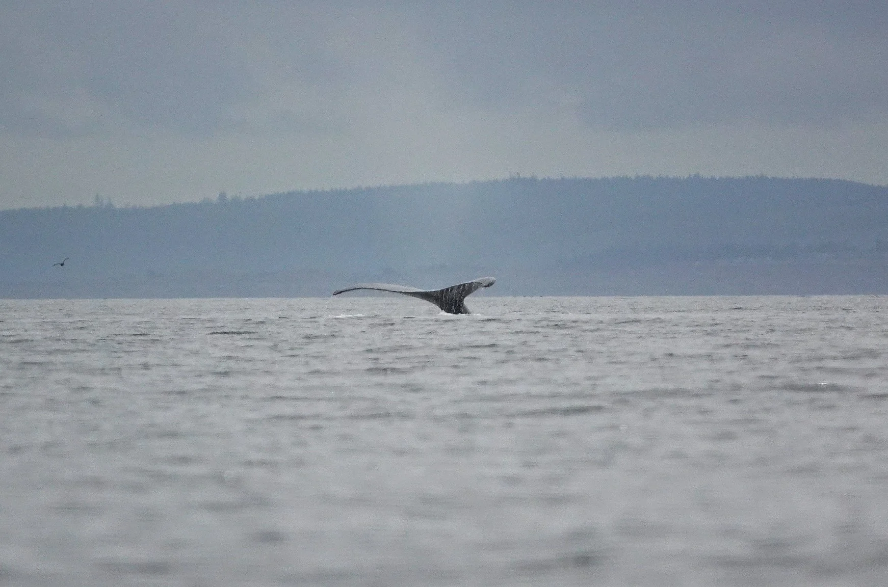 Kayaking Trip Report: Hein and Salmon Banks, Strait of Juan de Fuca, WA ...