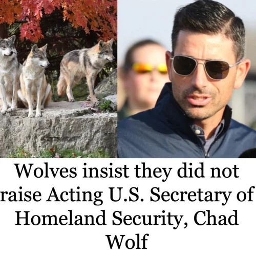 Wolves did not raise Chad Wolf — Imposters Theater - Home for ...