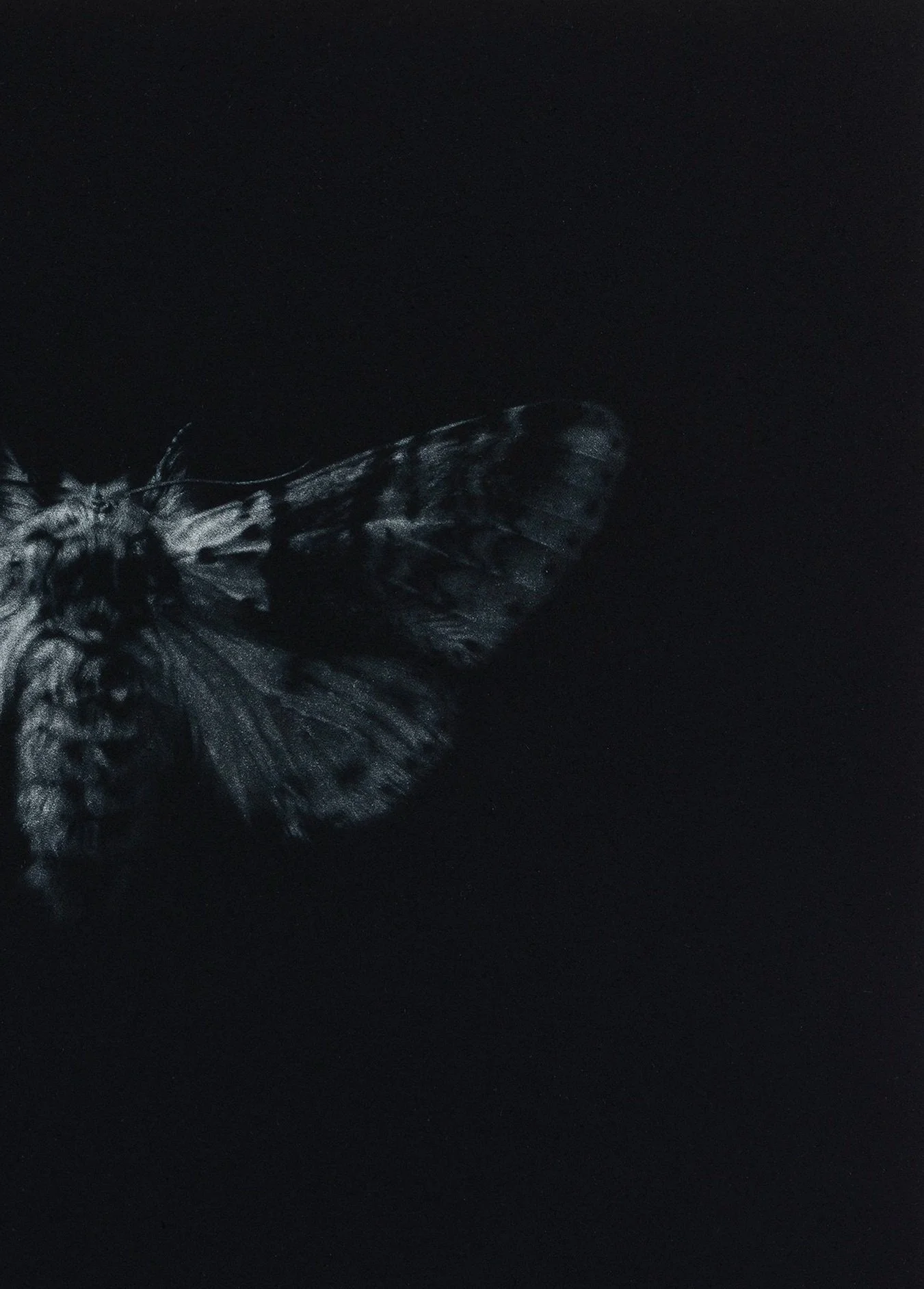 Sarah Gillespie | Branch Arts