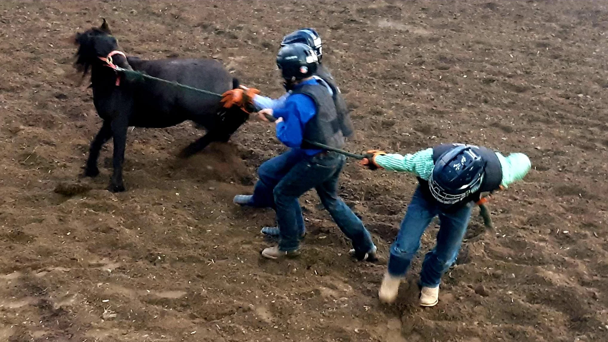 Wild Ponies — Pincher Creek Pro Rodeo