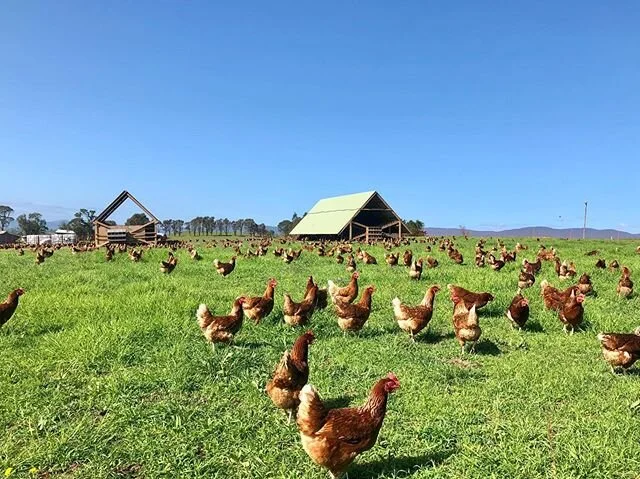 About Us — Bega Valley Eggs