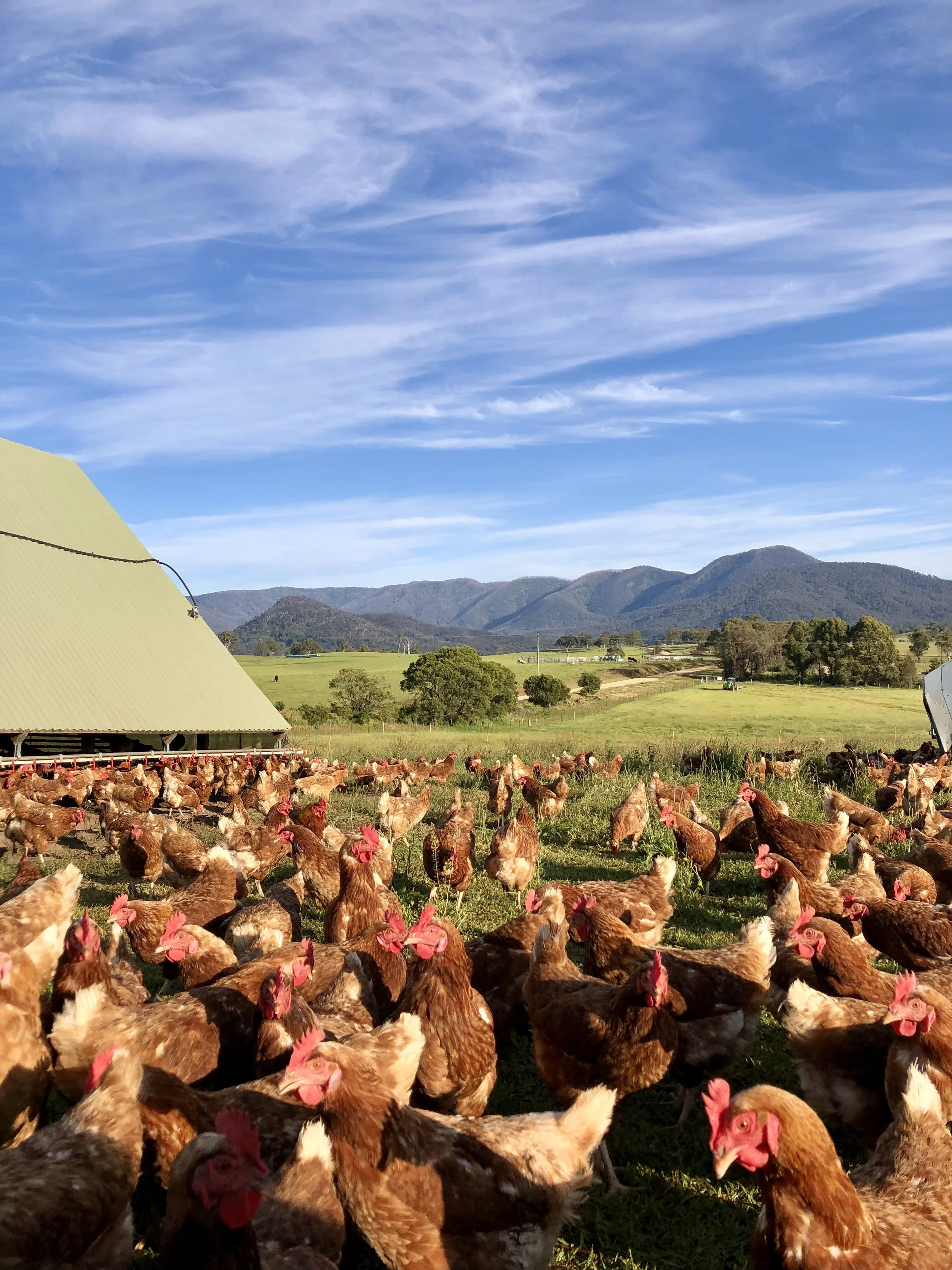 Pastured Eggs | Farm Fresh Chicken Eggs | Bega Valley Eggs
