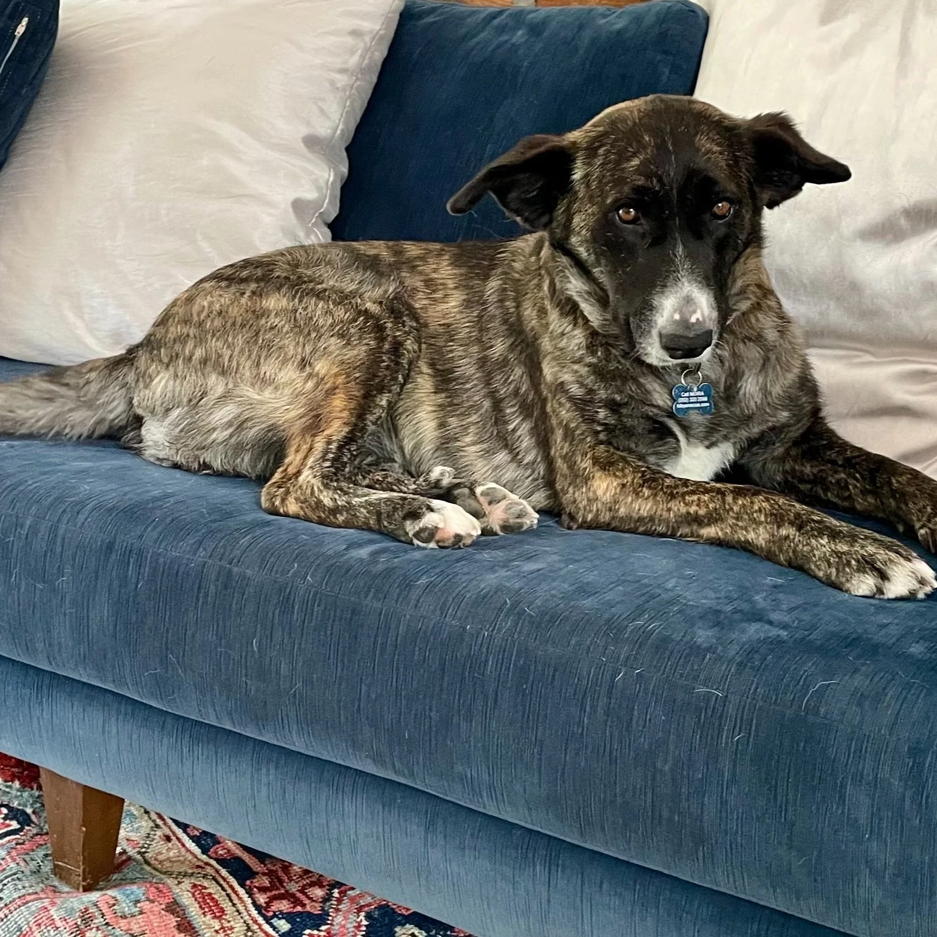 Available Dogs — Toby's Rescue Finding Homes for Sato Dogs