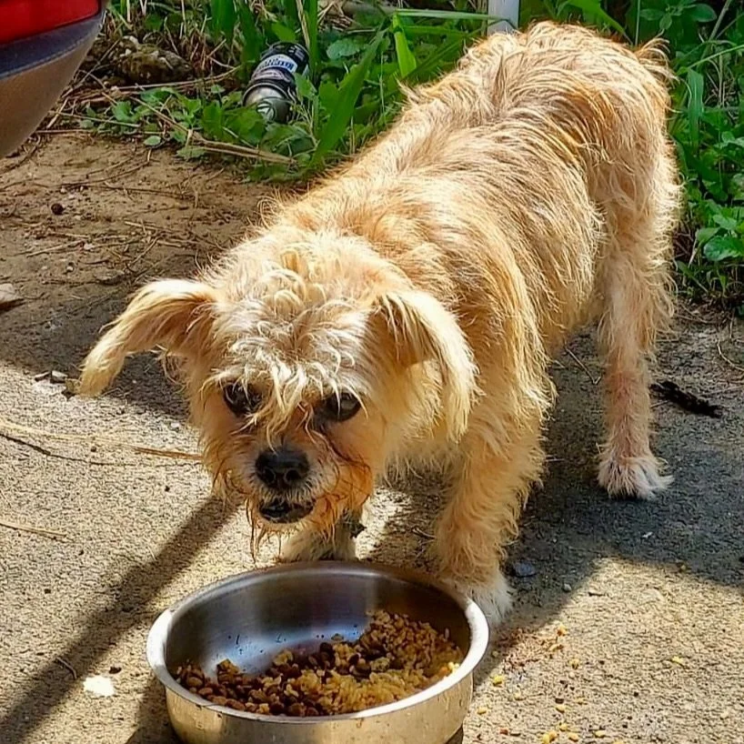 Toby's Rescue Finding Homes for Sato Dogs