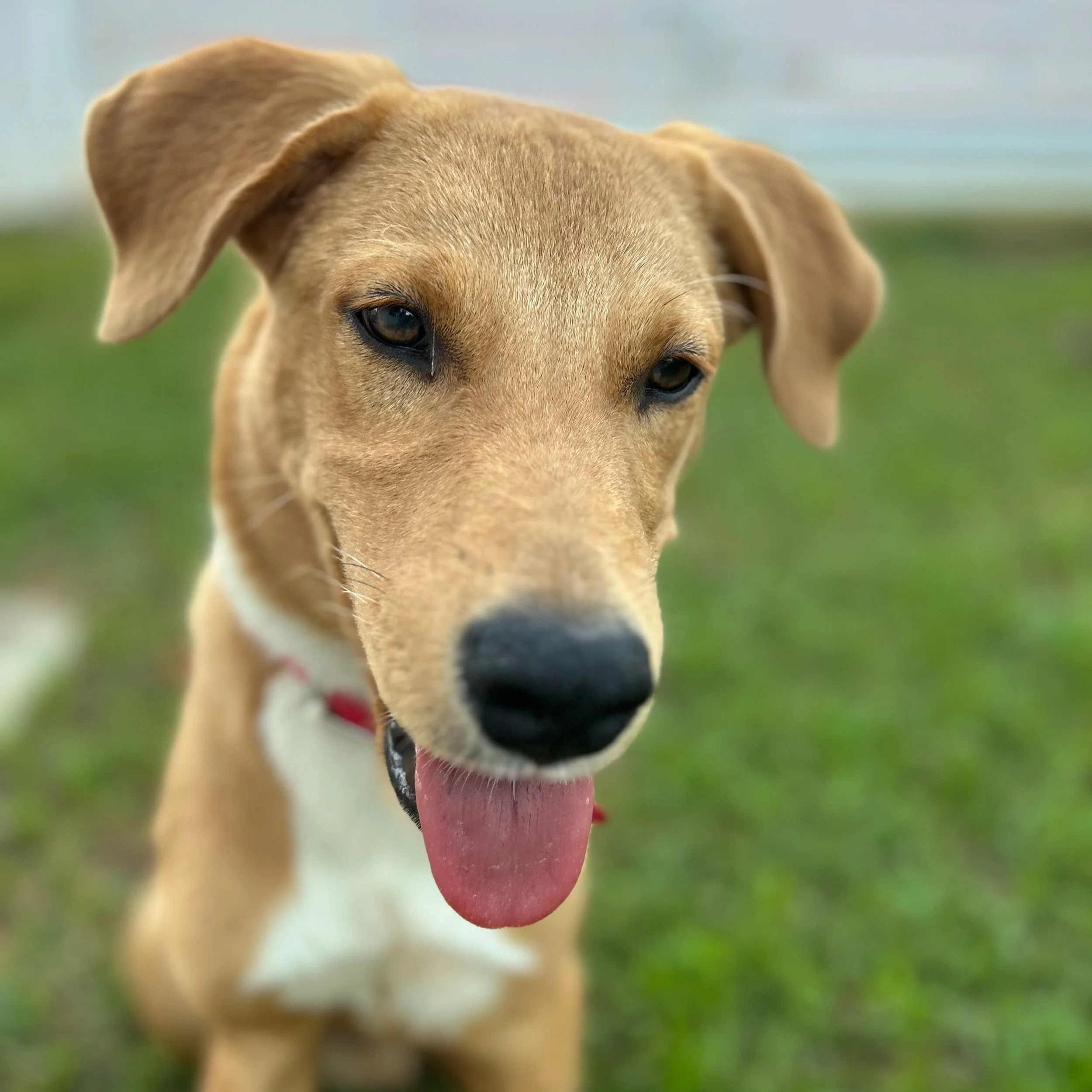 Available Dogs — Toby's Rescue Finding Homes for Sato Dogs