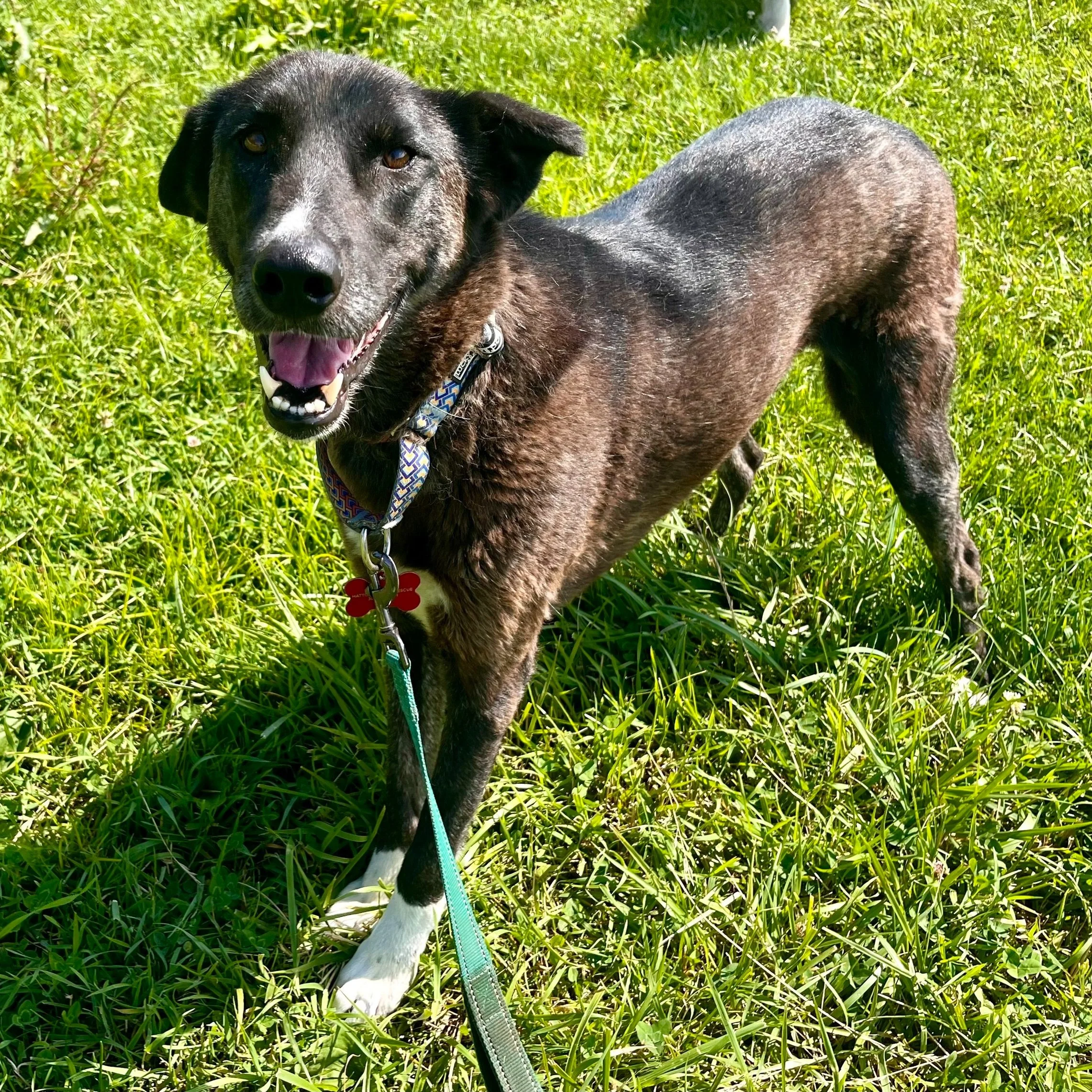 Available Dogs — Toby's Rescue Finding Homes for Sato Dogs