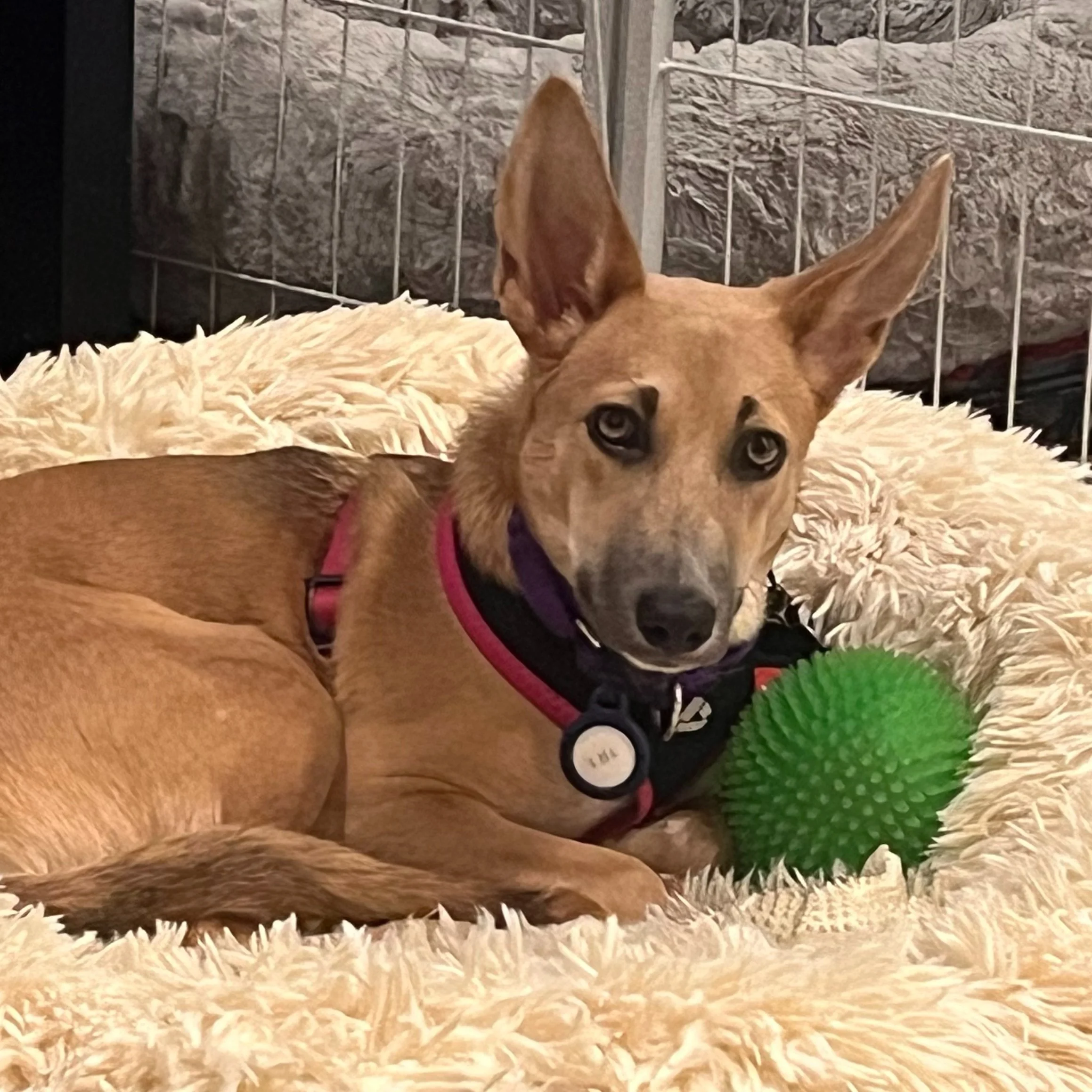 Available Dogs — Toby's Rescue Finding Homes for Sato Dogs