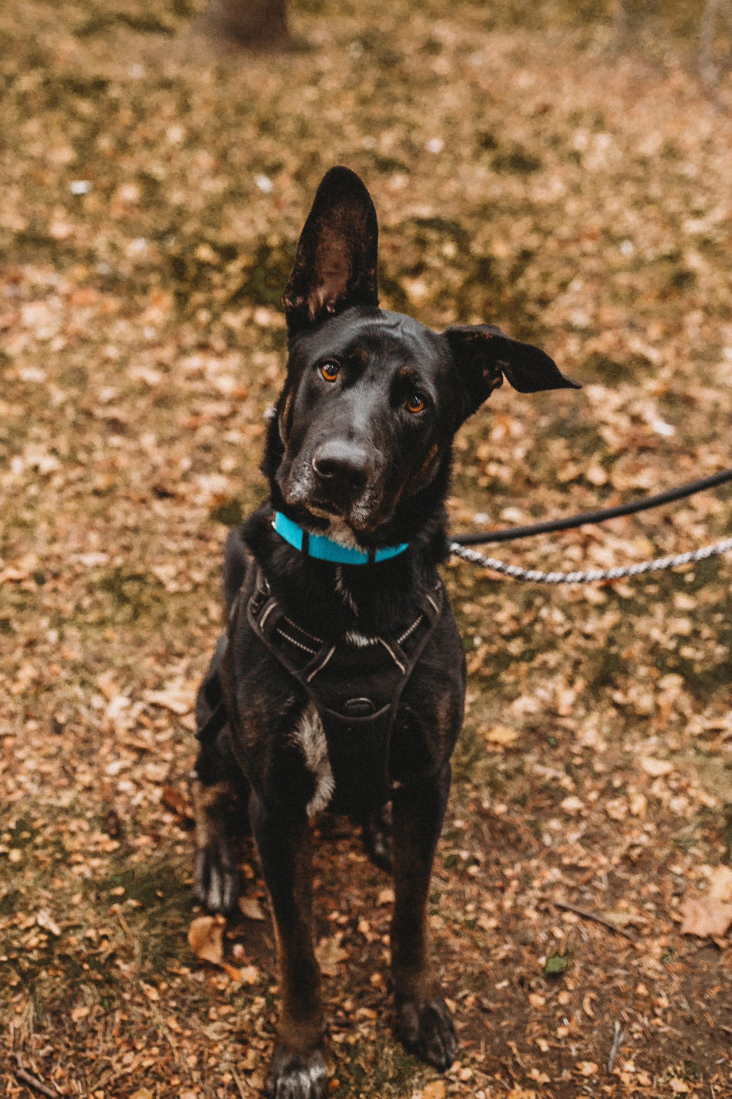 DOGS AVAILABLE FOR ADOPTION — Rescue All Dogs