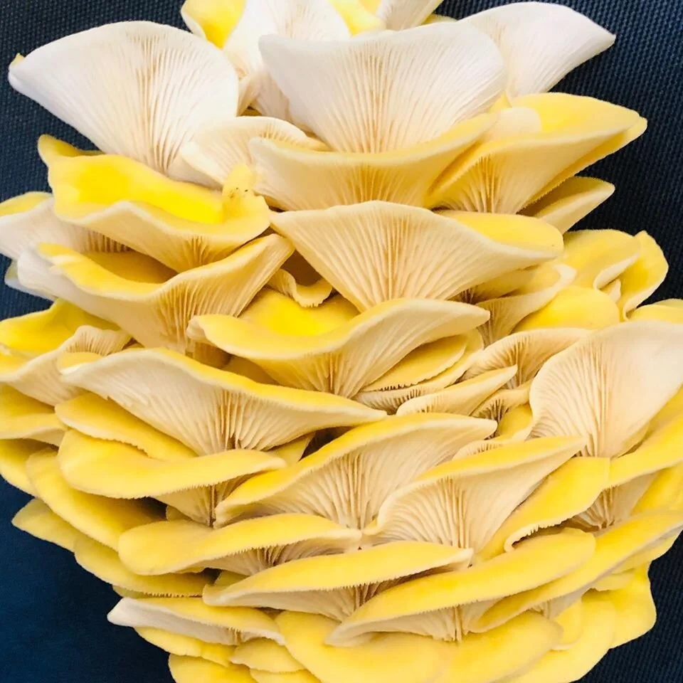Product Info — Willow Creek Mushrooms