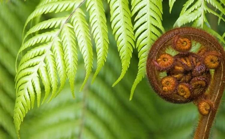 About 1 — Koru holistic health