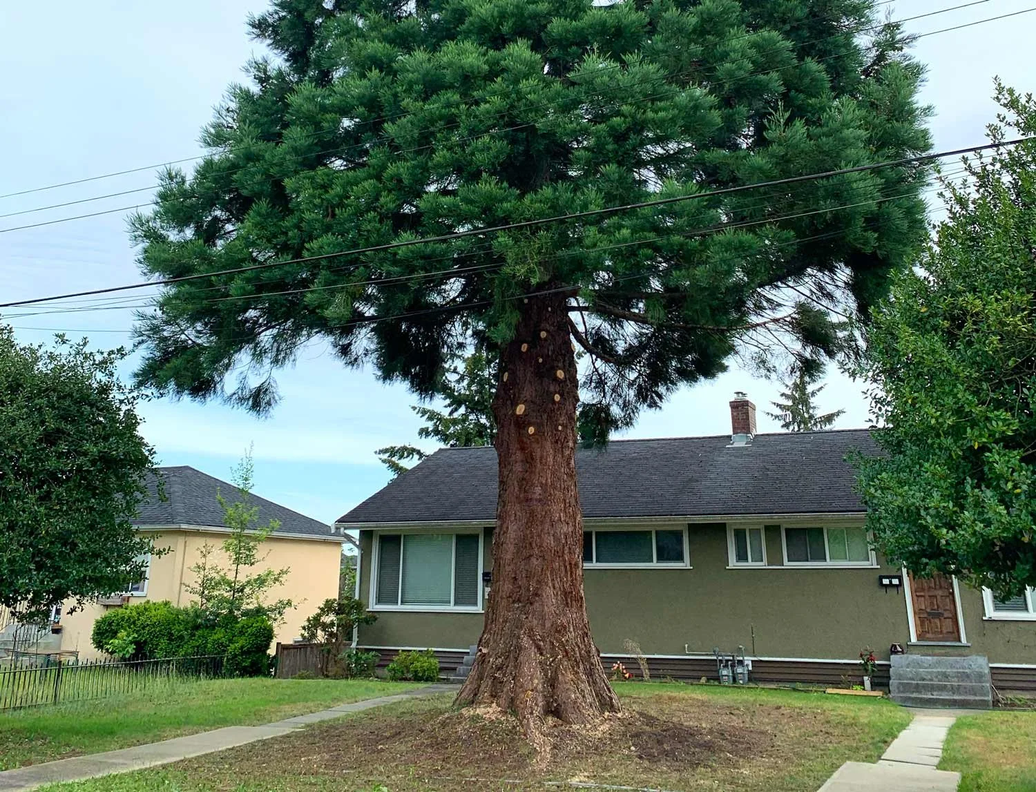 Tree Trimming & Tree Pruning | Vancouver and Lower Mainland — Linden ...