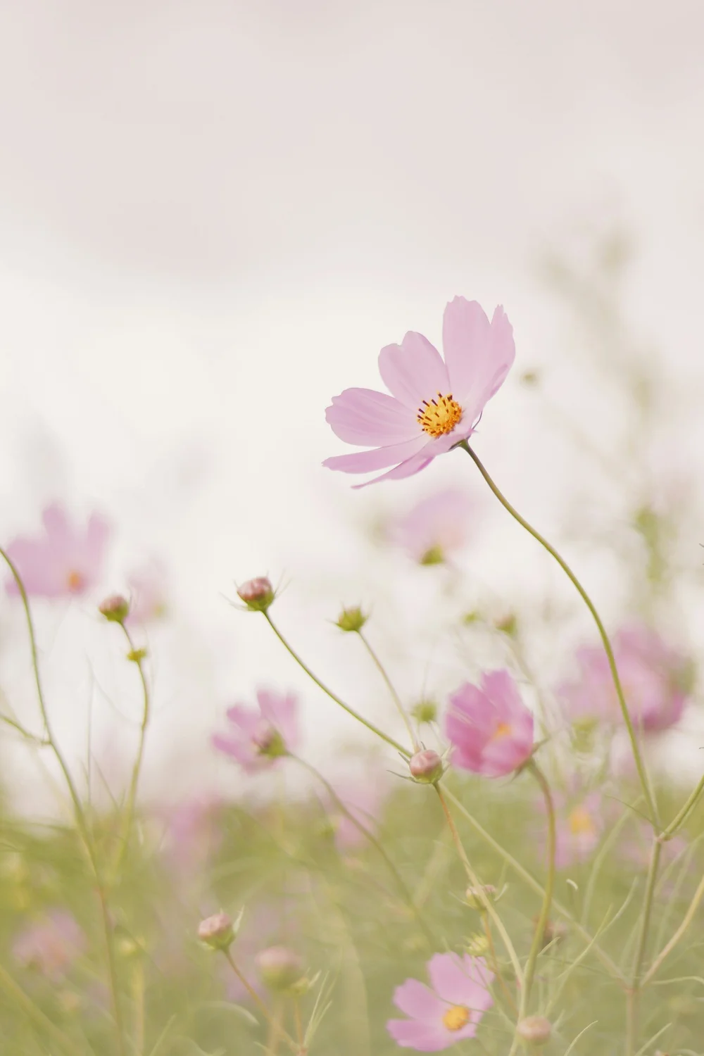 KB Flowers