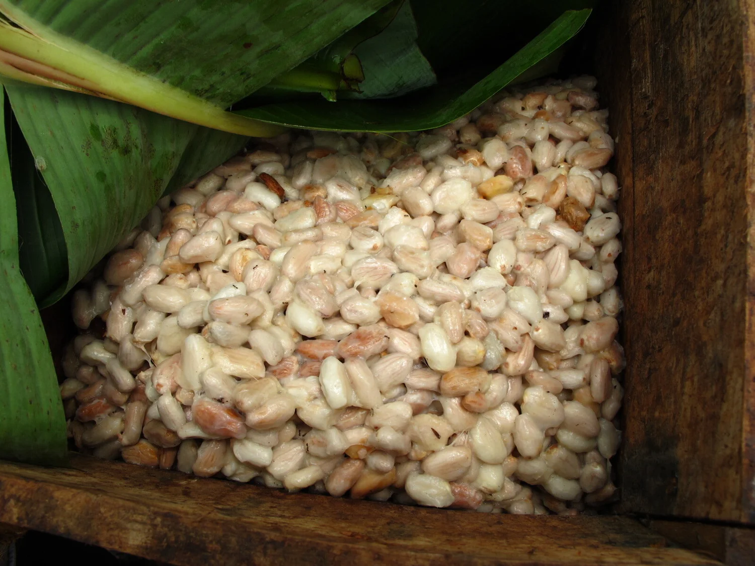 Fermentation: The Magical Step To Amazing Chocolate - The Chocolate ...