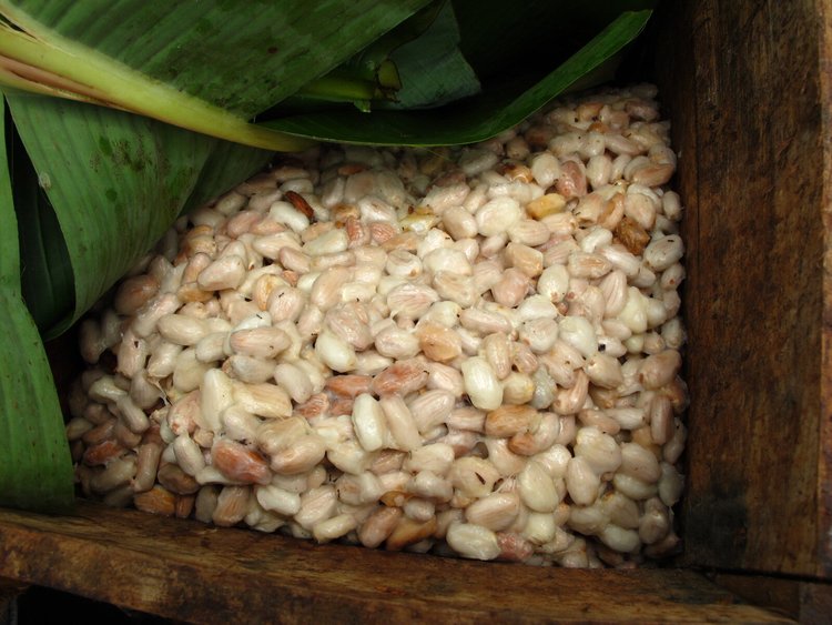Fermentation: The Magical Step To Amazing Chocolate - The Chocolate ...