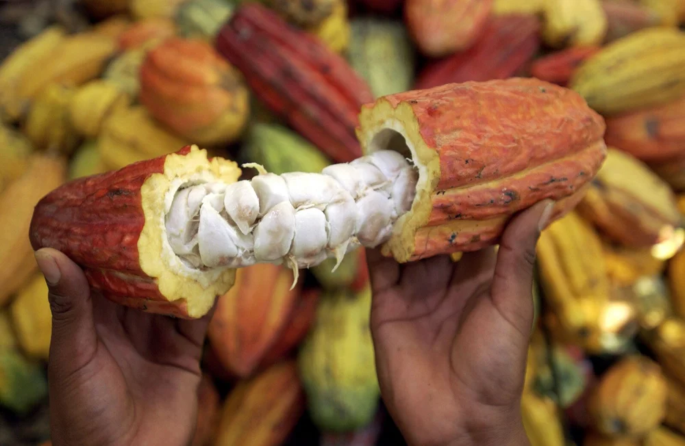 The Biggest Misconceptions On Cacao Varieties Demystified - The ...