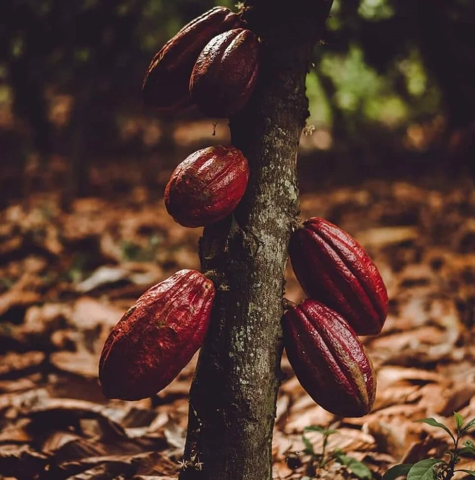 All About Single-Variety Cacao - The Chocolate Journalist