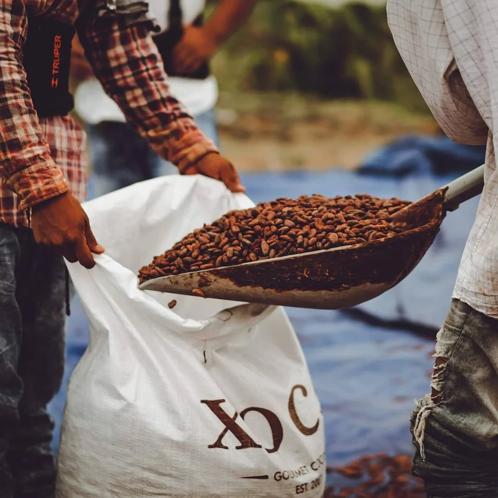 All About Single-Variety Cacao - The Chocolate Journalist
