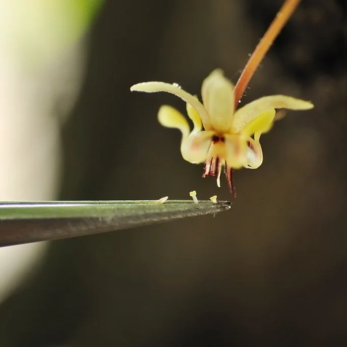 The Miracle Process of Cacao Pollination - The Chocolate Journalist