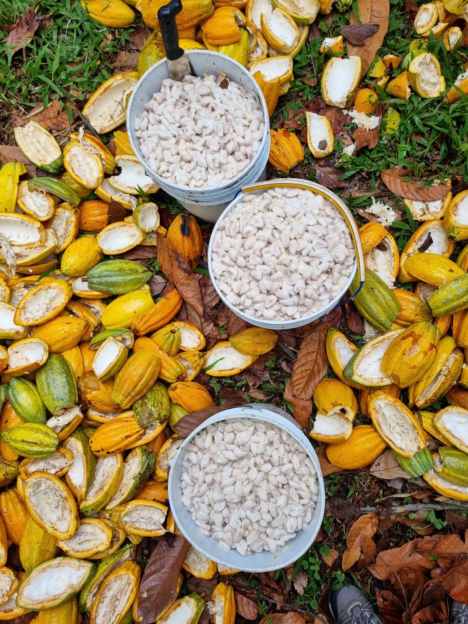 The Basics of Organic Cacao Farming - The Chocolate Journalist