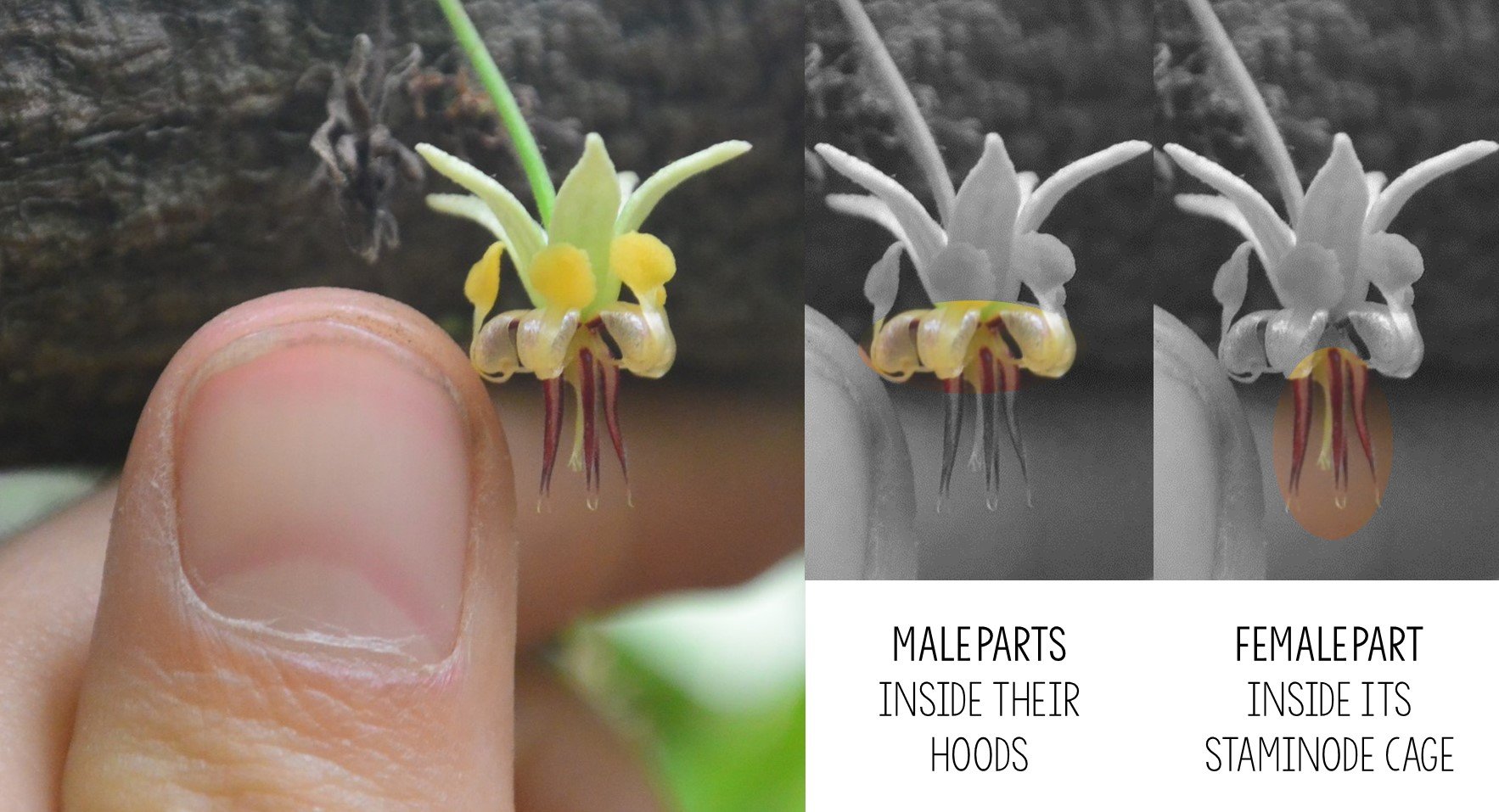 The Miracle Process of Cacao Pollination - The Chocolate Journalist