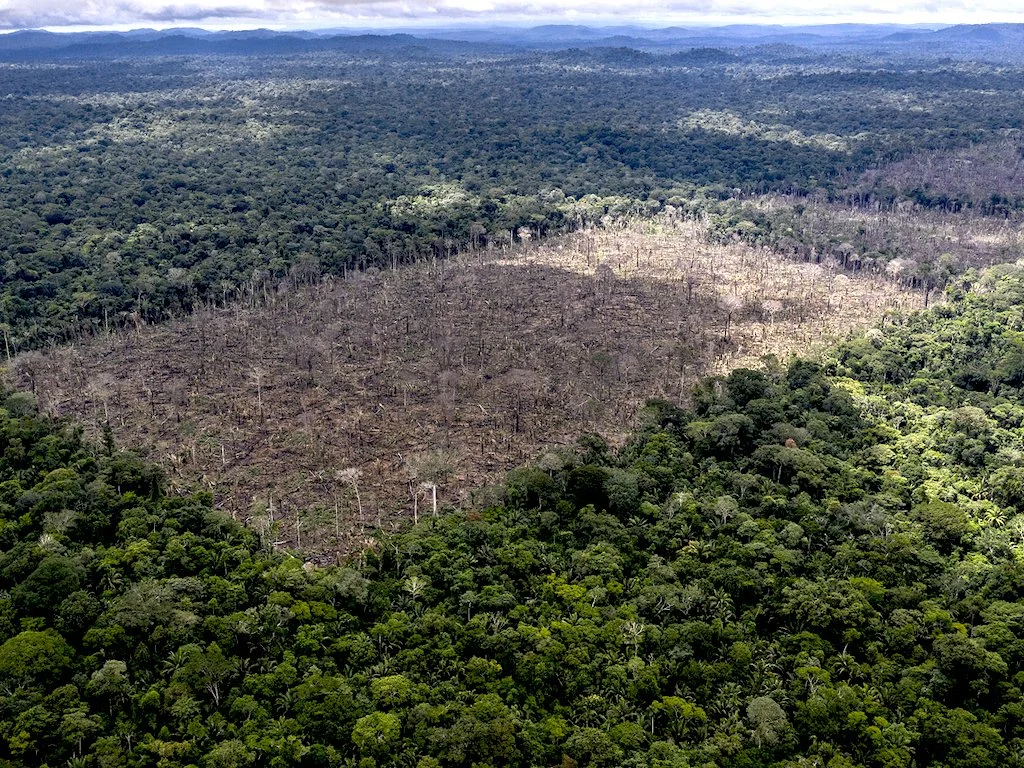 Here Is Exactly How Cocoa Farming Is Causing Deforestation - The Chocolate Journalist