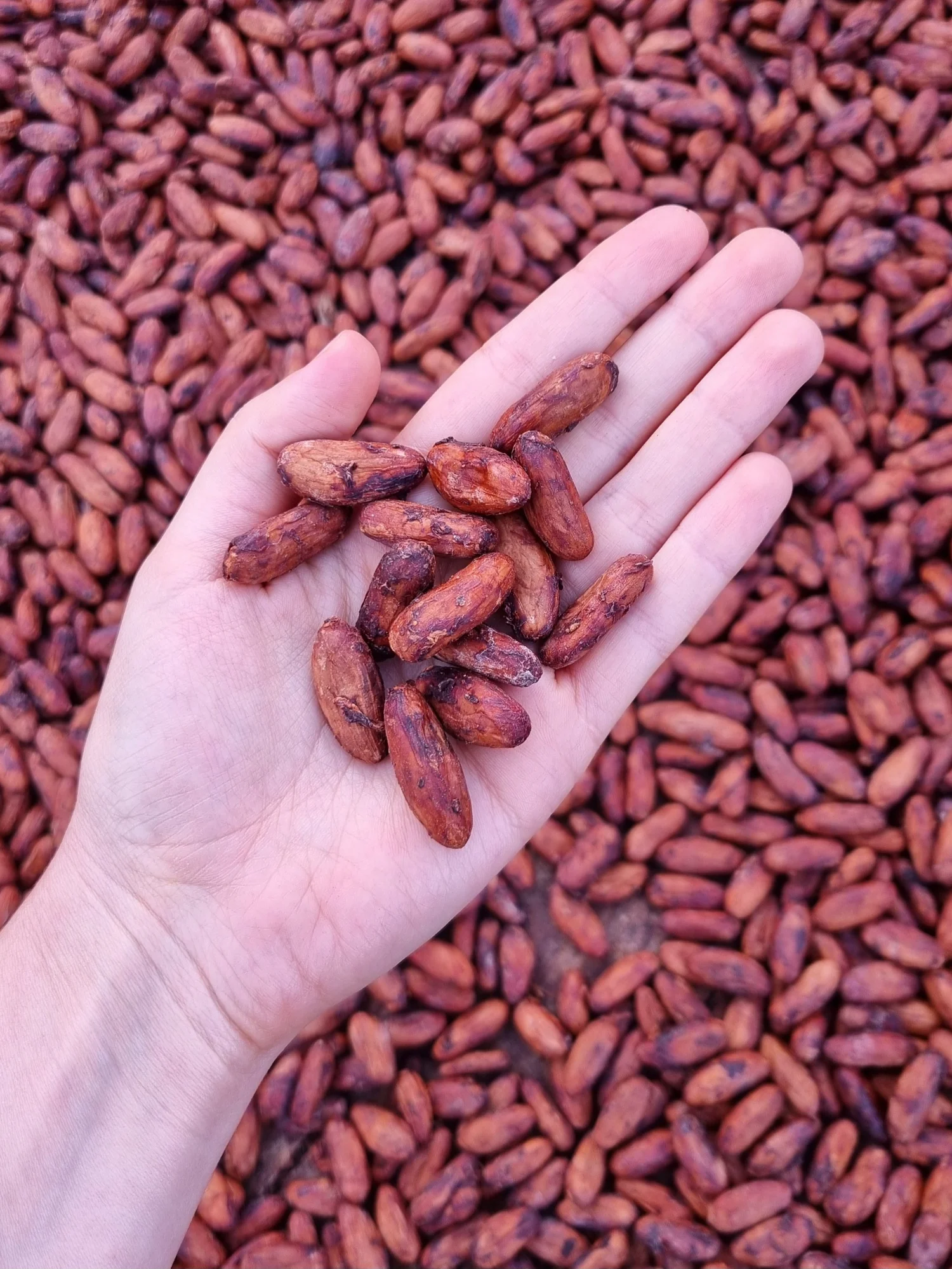 The Basics of Organic Cacao Farming - The Chocolate Journalist