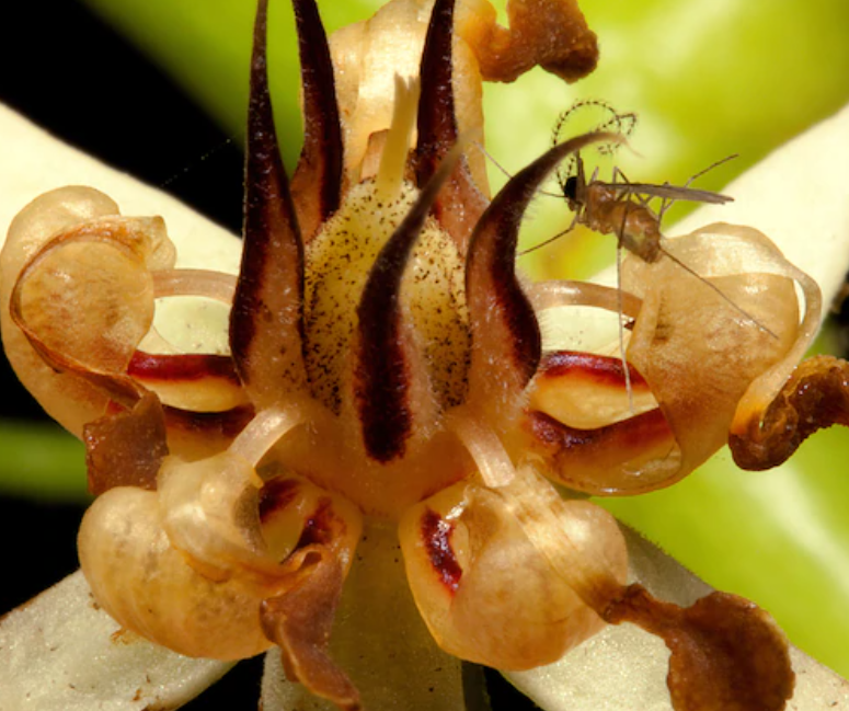 The Miracle Process of Cacao Pollination - The Chocolate Journalist