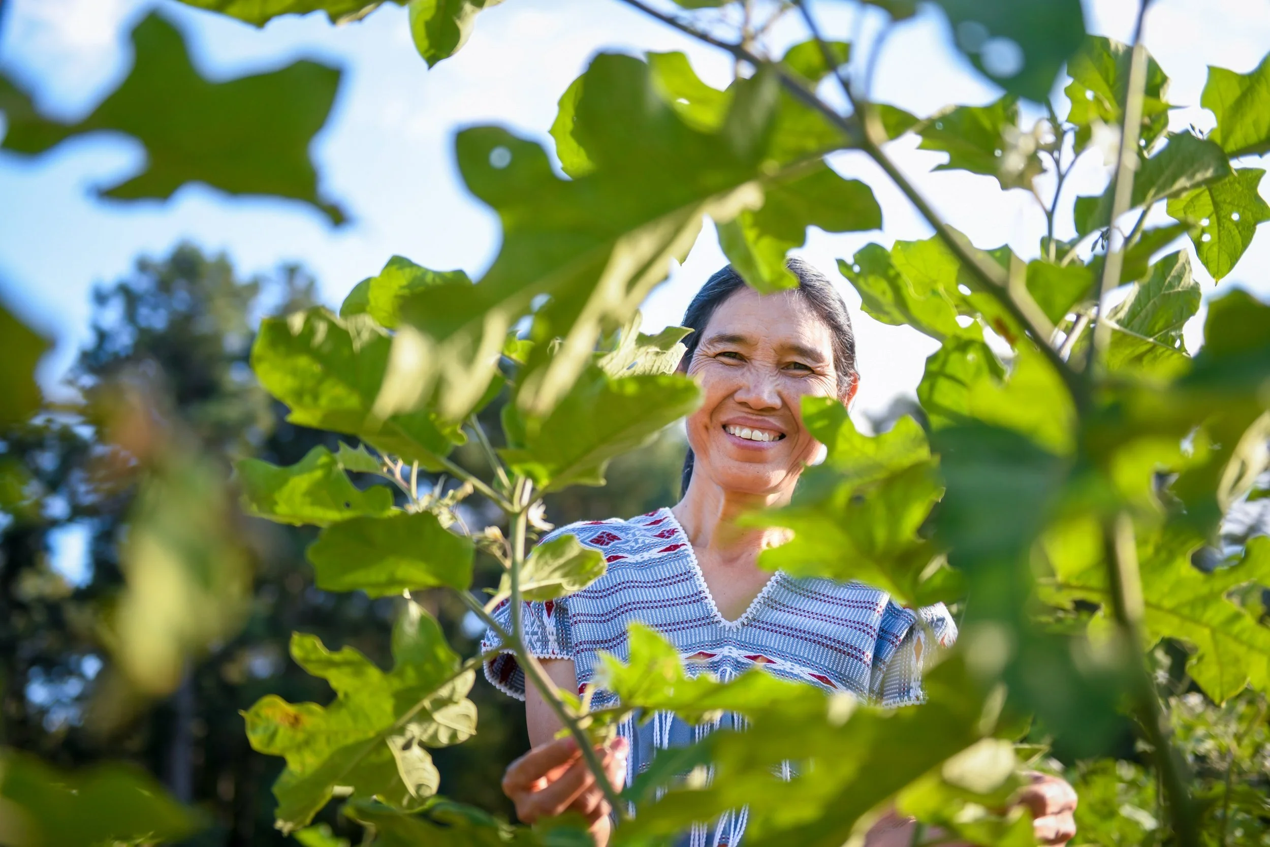 Htoo Paw Loe's Produce — Karen Community Farm at Oaky Grove