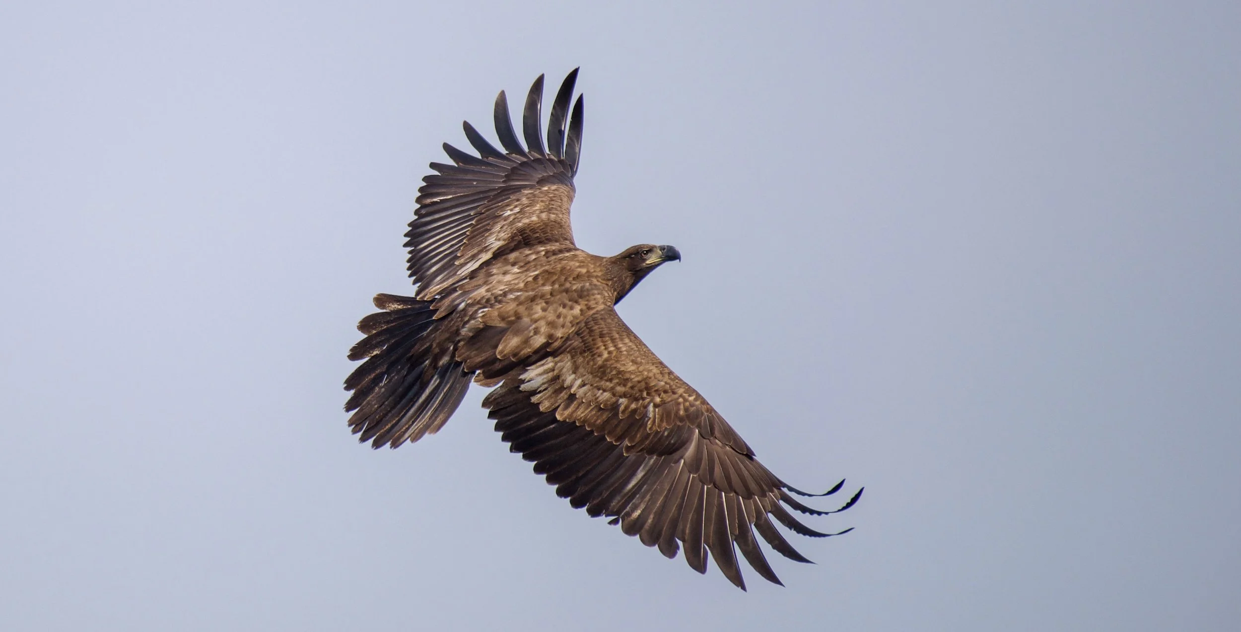 The Wildlife Watcher’s Top 7 on the Isle of Arran