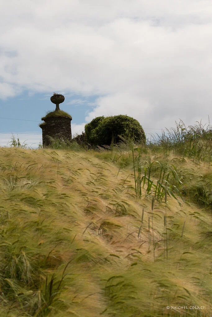 Castlefreke Forest | West Cork Discovered
