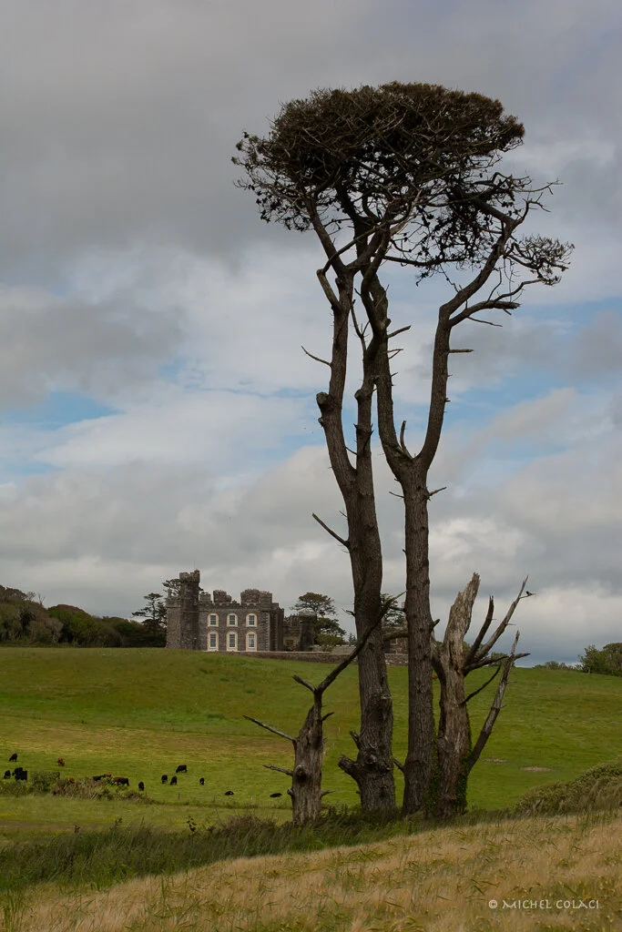Castlefreke Forest | West Cork Discovered