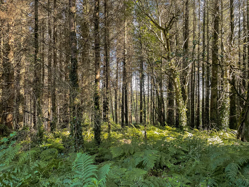 Castlefreke Forest | West Cork Discovered