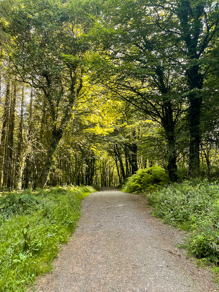 Castlefreke Forest | West Cork Discovered