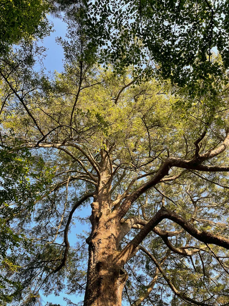Castlefreke Forest | West Cork Discovered