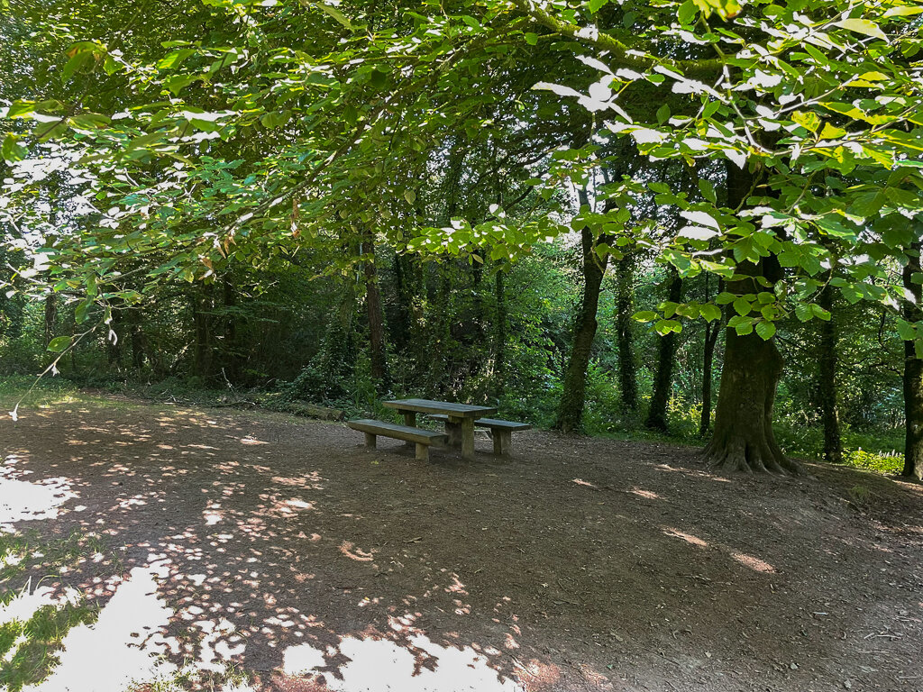 Castlefreke Forest | West Cork Discovered