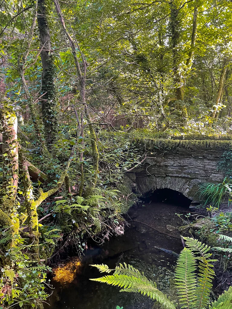 Castlefreke Forest | West Cork Discovered