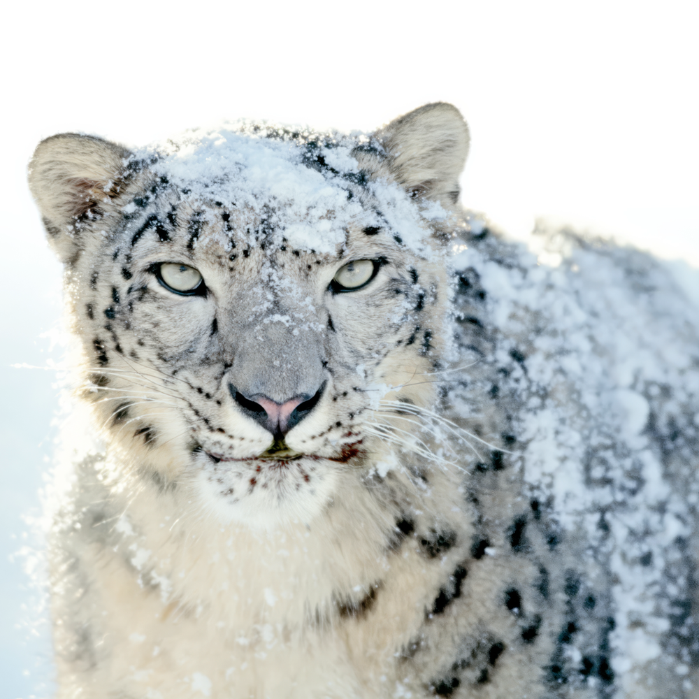 Mac OS X Snow Leopard — Basic Apple Guy