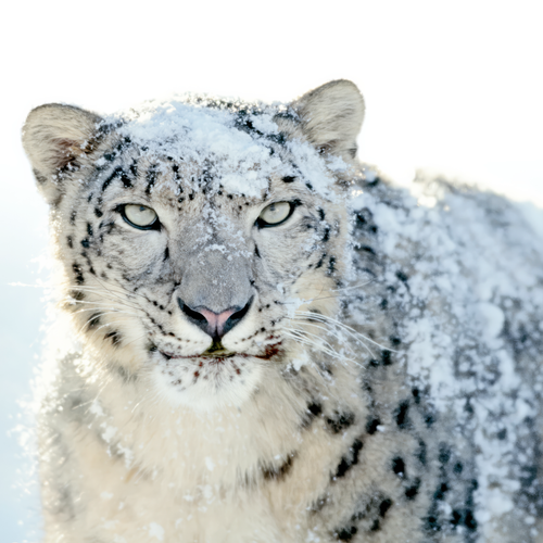 Mac OS X Snow Leopard — Basic Apple Guy