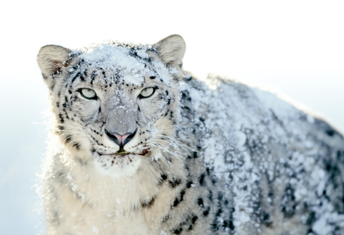 Haberdashery — Basic Apple Guy