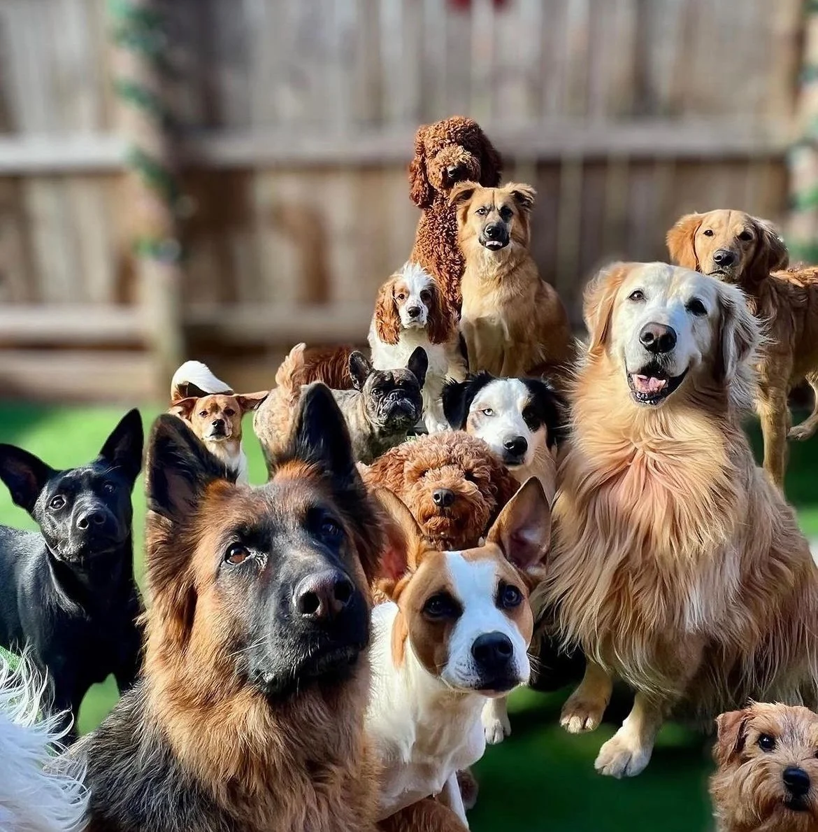 SERVICES & PRICING — QUEEN CITY CANINE