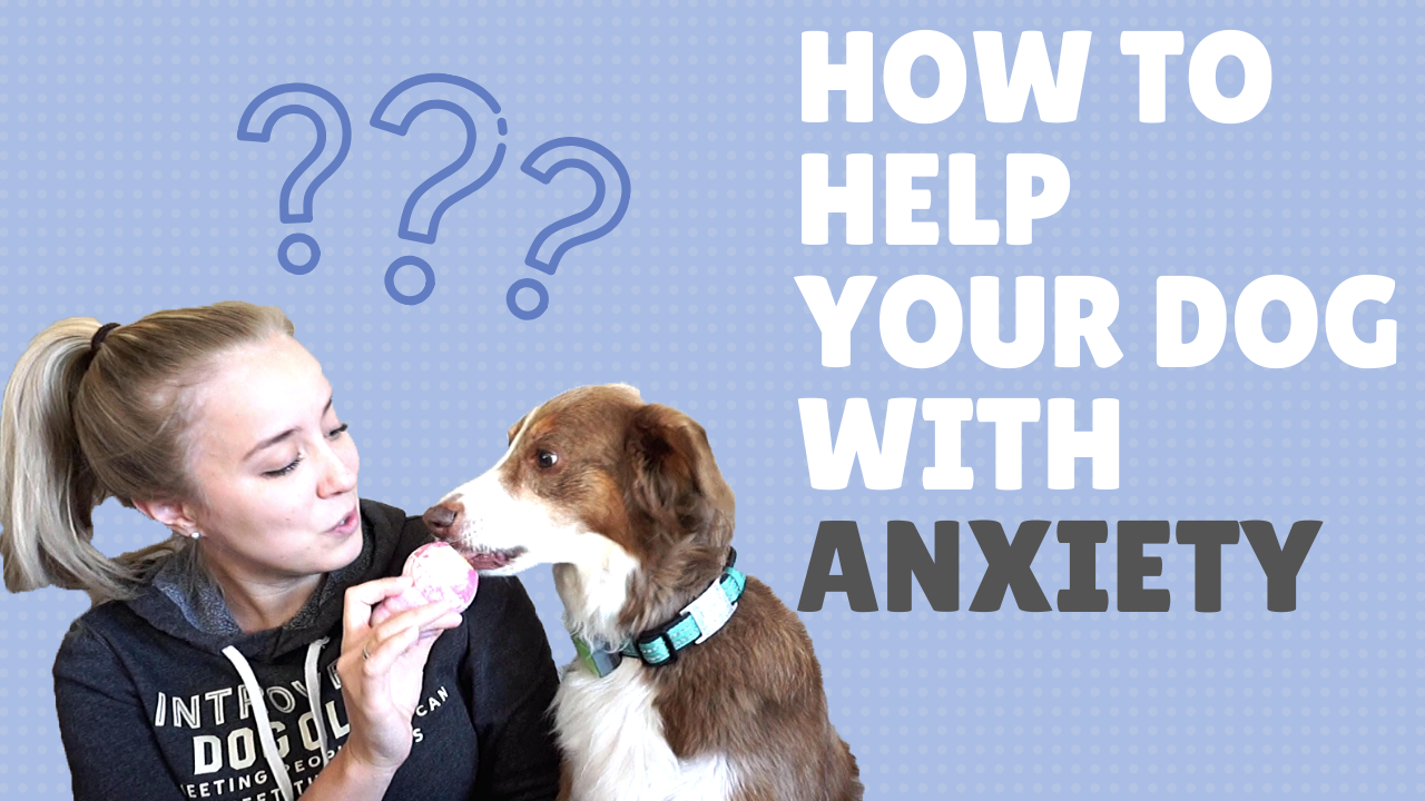 How Can I Help My Puppy With Anxiety