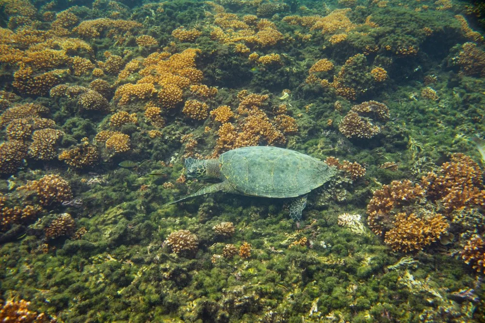 Coiba Island 101: Explore Panama's Galapagos – Diving, Wildlife ...