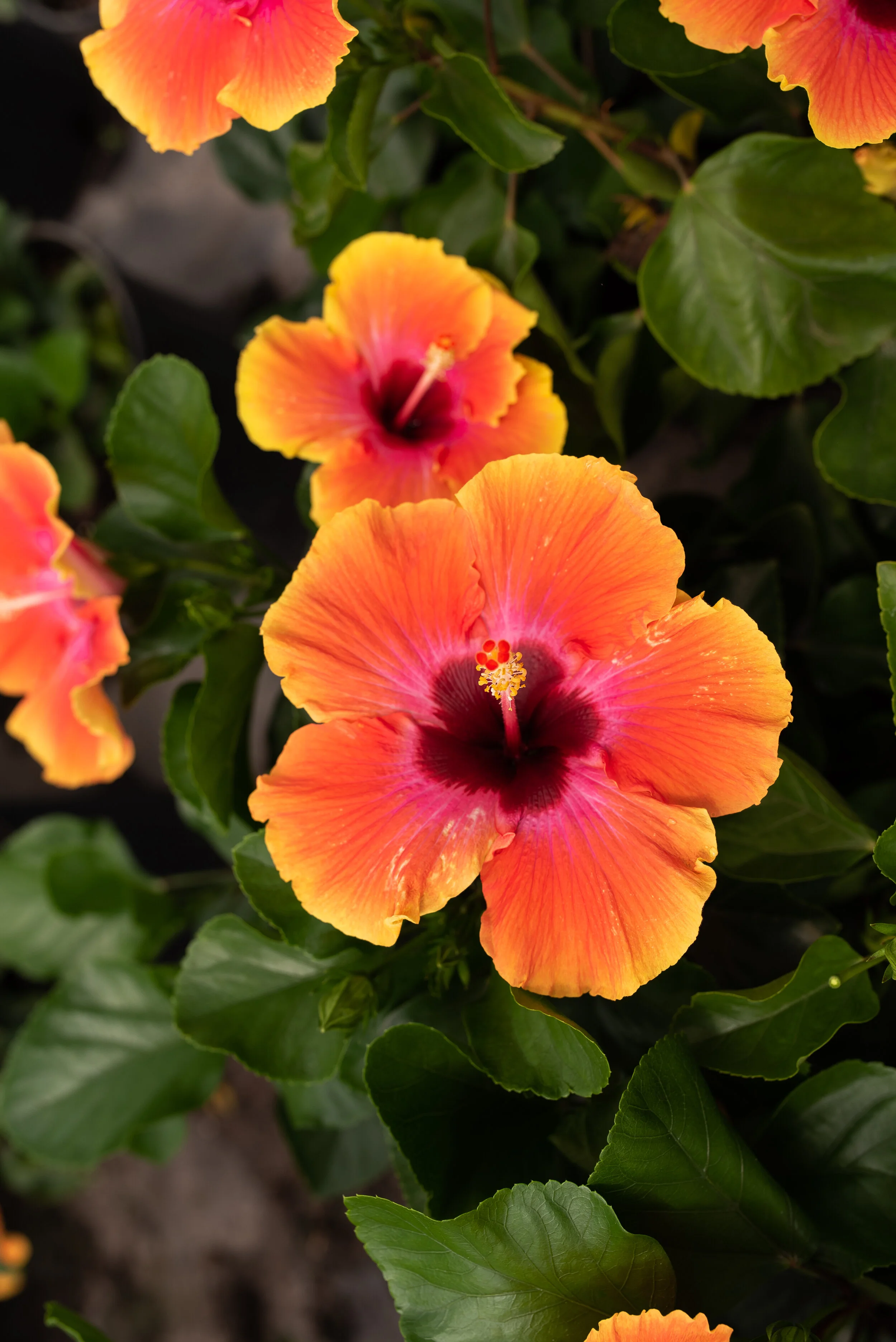 Flora Express Nursery