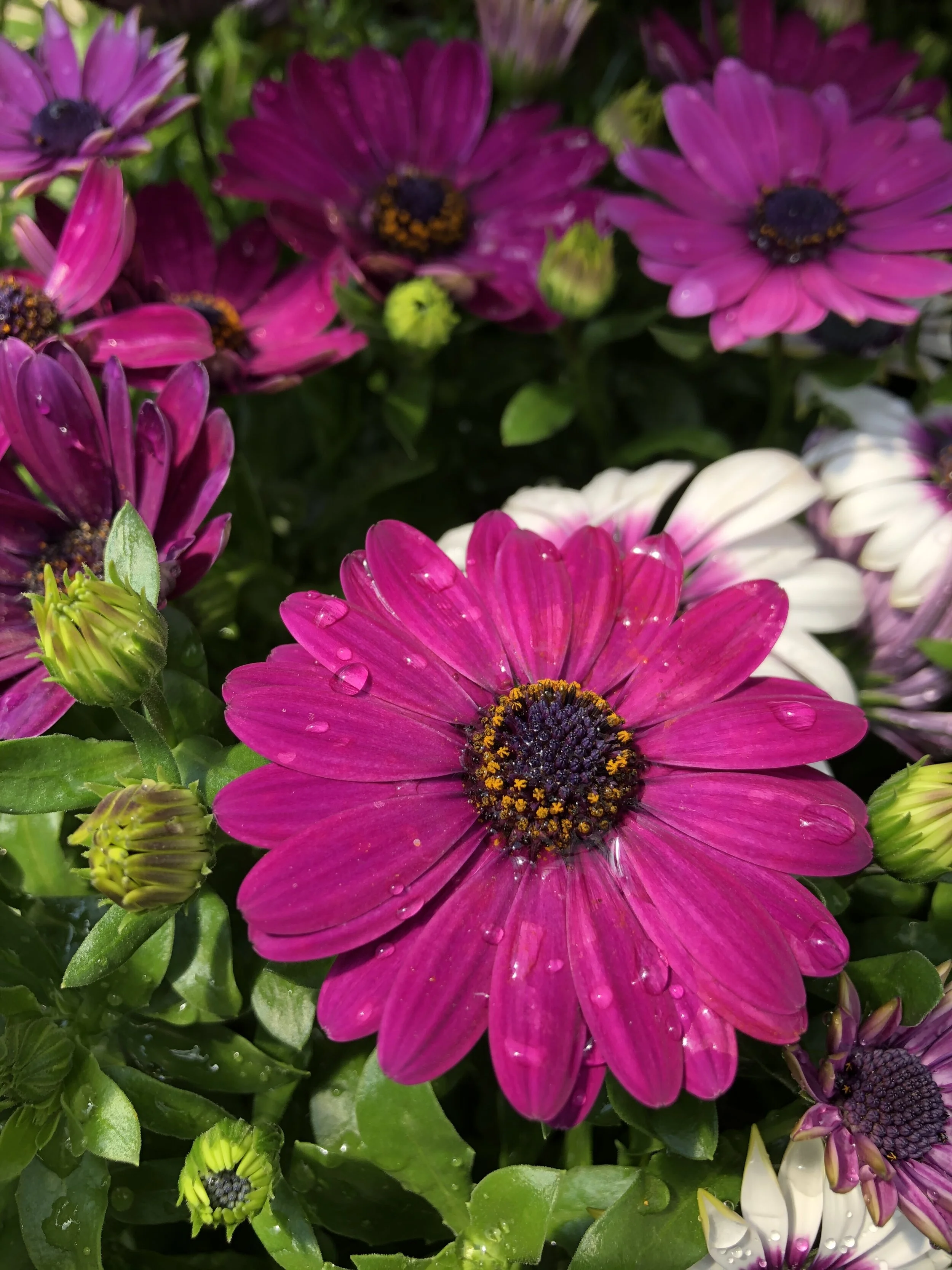 Gallery — Gerardi's Farmers Market & Nursery