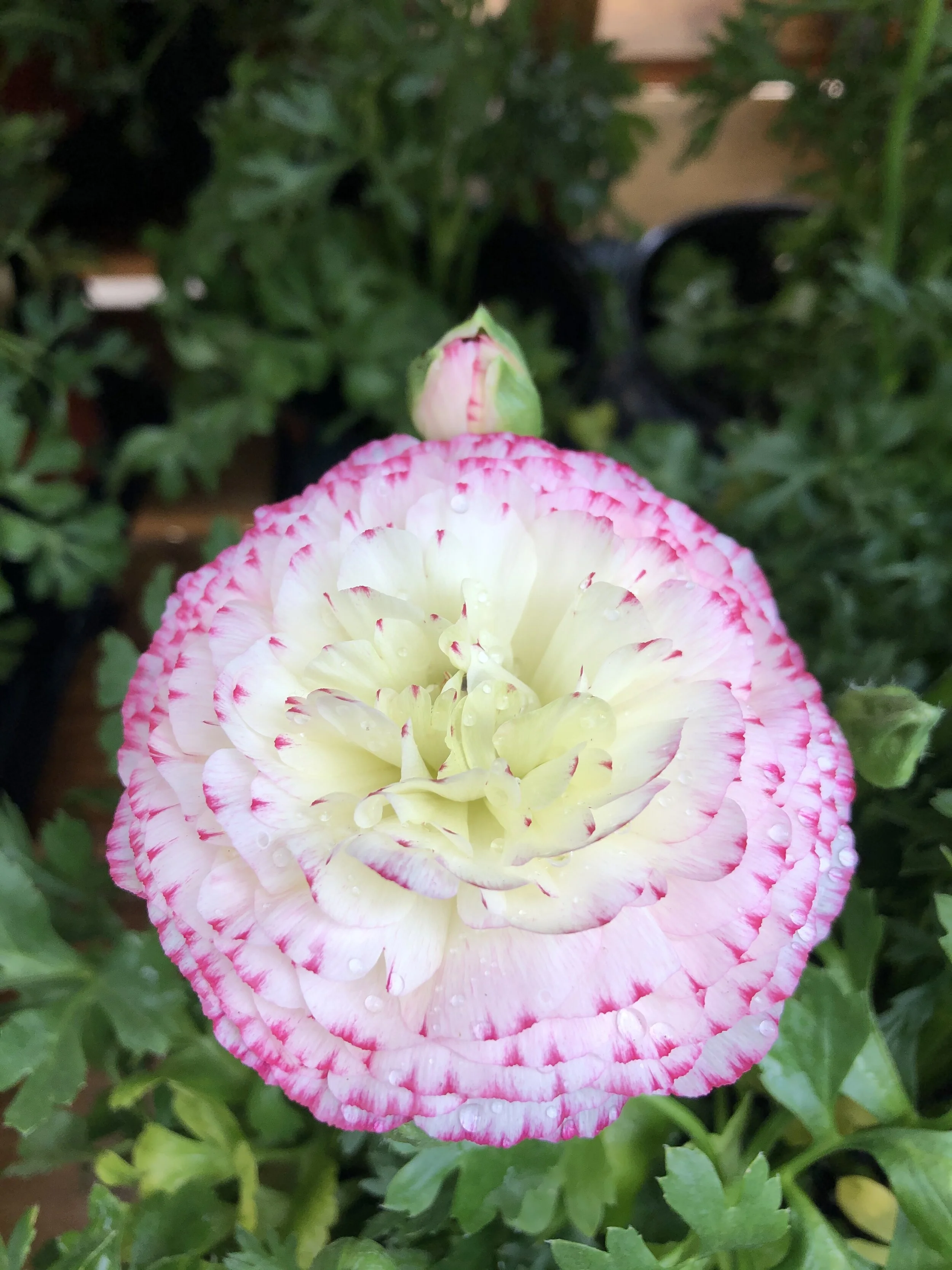 Gallery — Gerardi's Farmers Market & Nursery