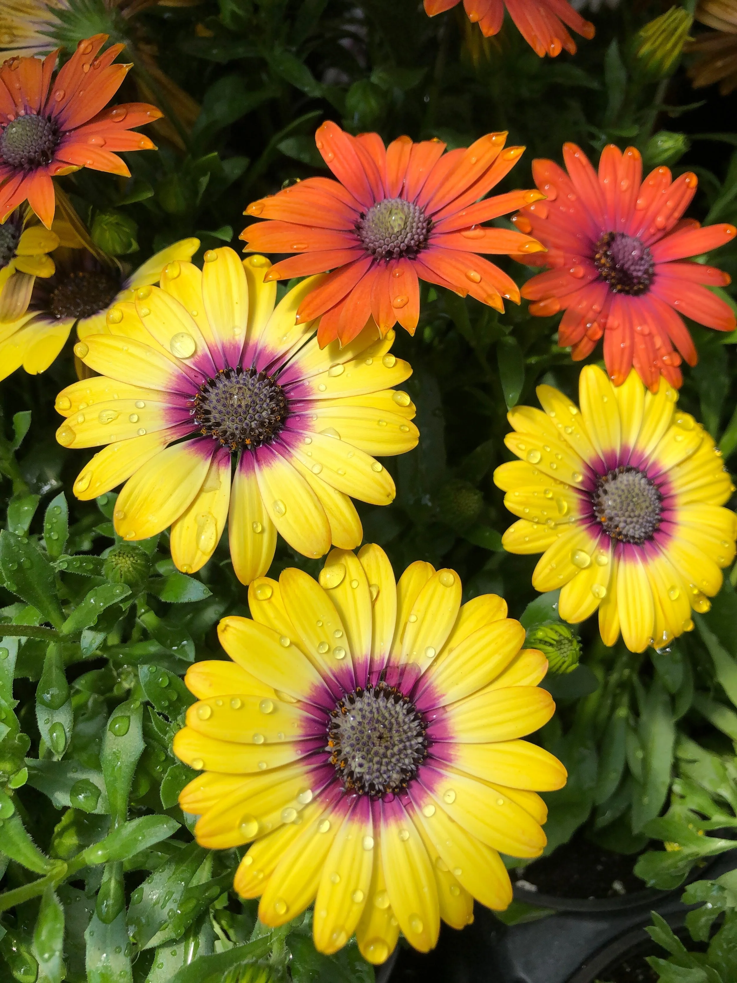 Gallery — Gerardi's Farmers Market & Nursery