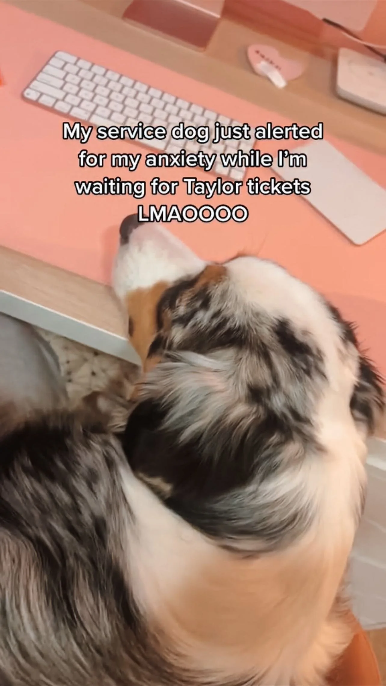 Pros and Cons of Owning an Australian Shepherd — So Fetch!